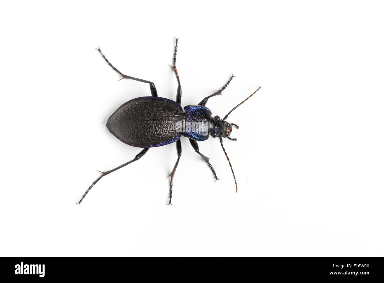 Violet ground beetle, Carabus problematicus, Derbyshire Stock Photo - Alamy