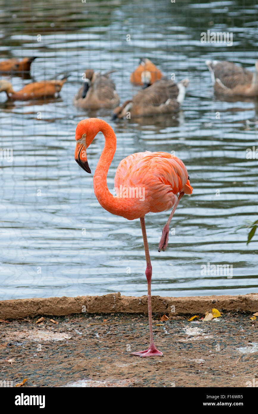 American Flamingo at Zoo Park in Moscow, Russia Stock Photo - Alamy