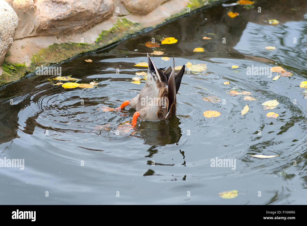 Moscow zoo russia hi-res stock photography and images - Alamy