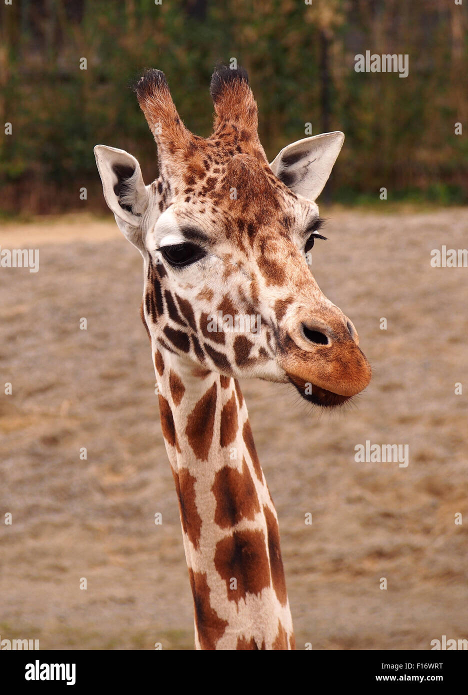 Giraffe spots hi-res stock photography and images - Alamy