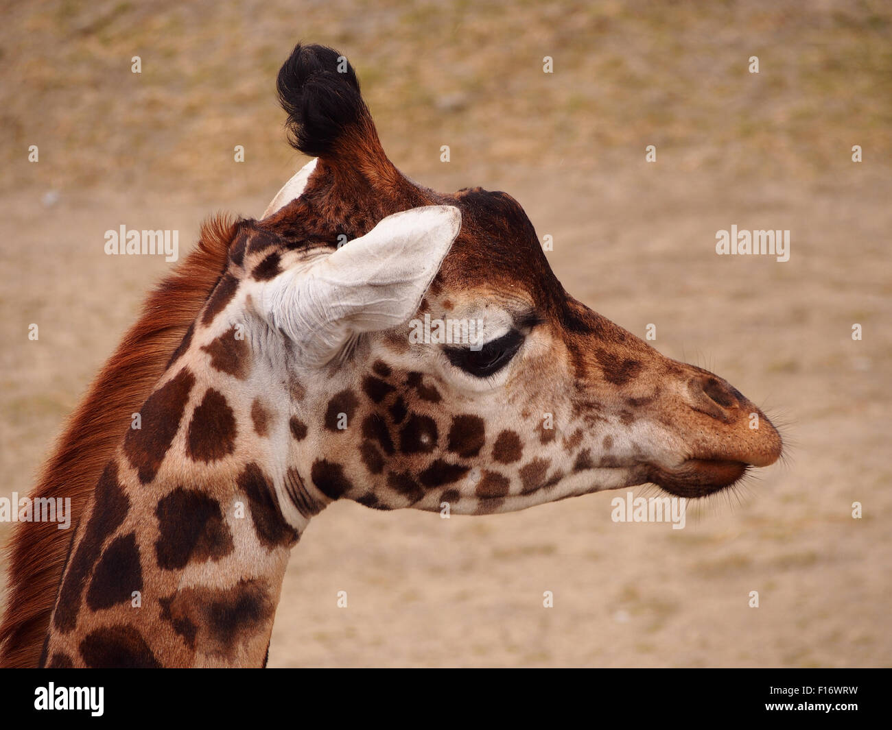 Giraffe spots hi-res stock photography and images - Alamy