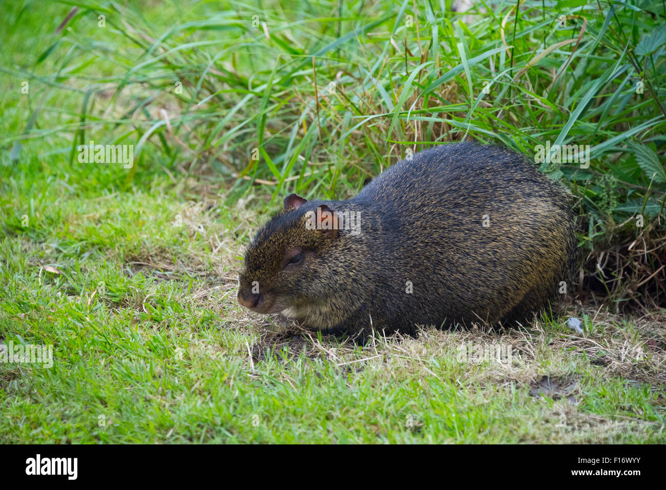 Birmingham zoo hi-res stock photography and images - Alamy