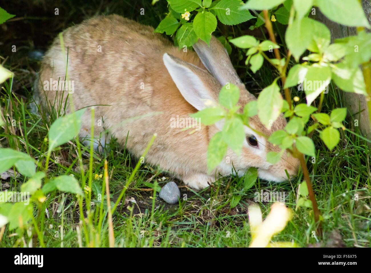 A rabbit under the vegetation Stock Photo - Alamy