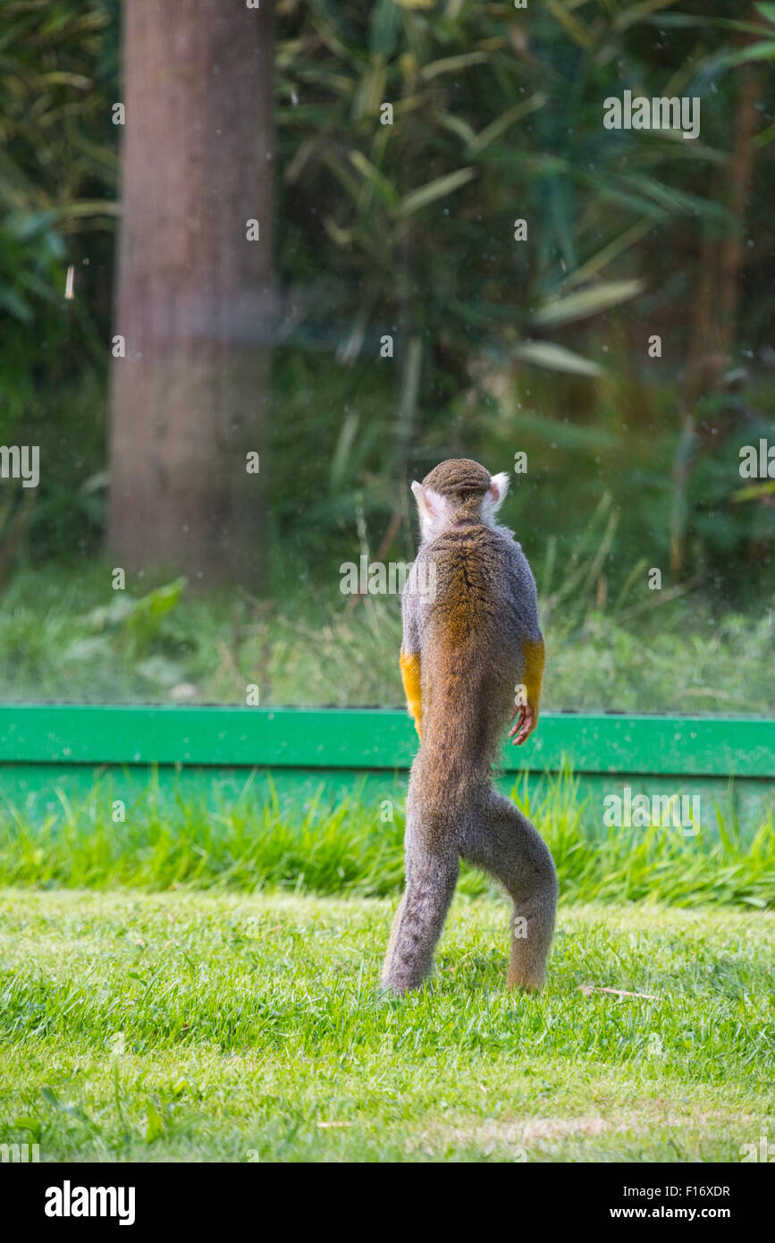 A Common squirrel monkey standing upright at Birmingham Wildlife ...