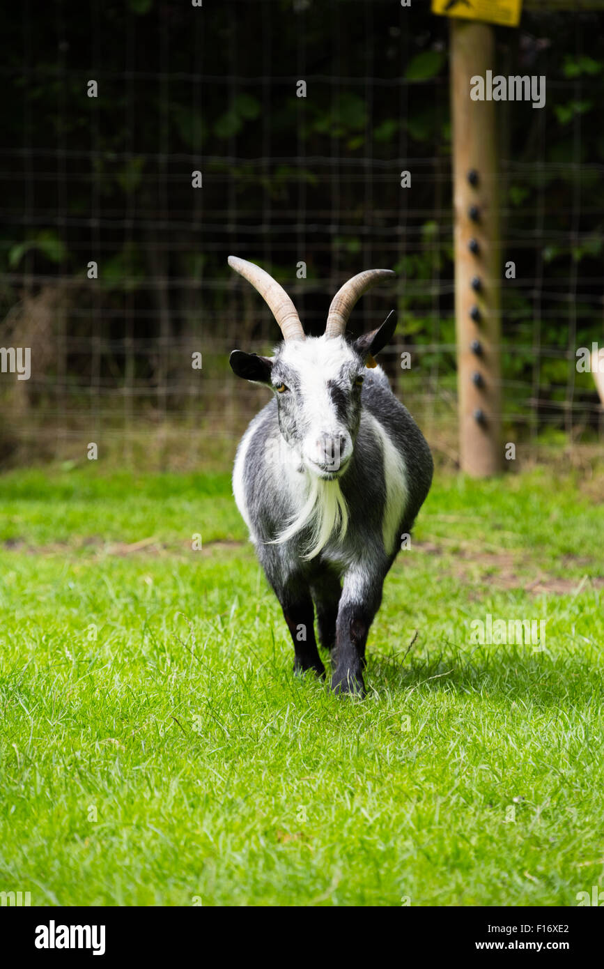 A pygmy goat Capra aegagrus hircus at Birmingham Wildlife Conservation ...
