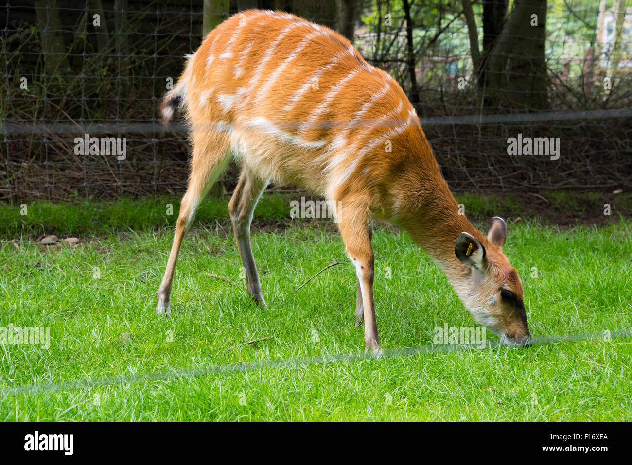 A Female sitatunga antelope at the Birmingham Wildlife Conservation ...
