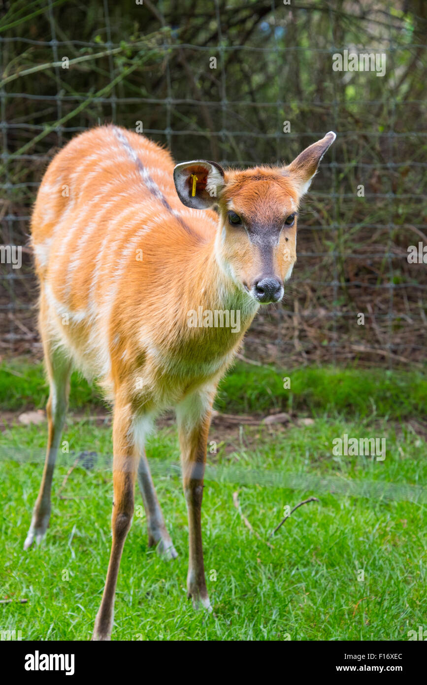 A Female sitatunga antelope at the Birmingham Wildlife Conservation ...