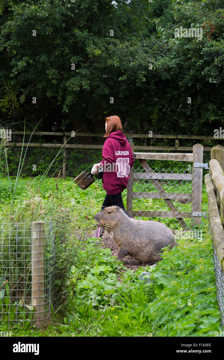 Zoo keeper cleaning out capybara hi-res stock photography and images ...
