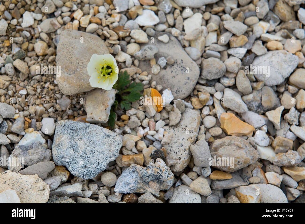 Svalbard poppy papaver dahlianum hi-res stock photography and images ...
