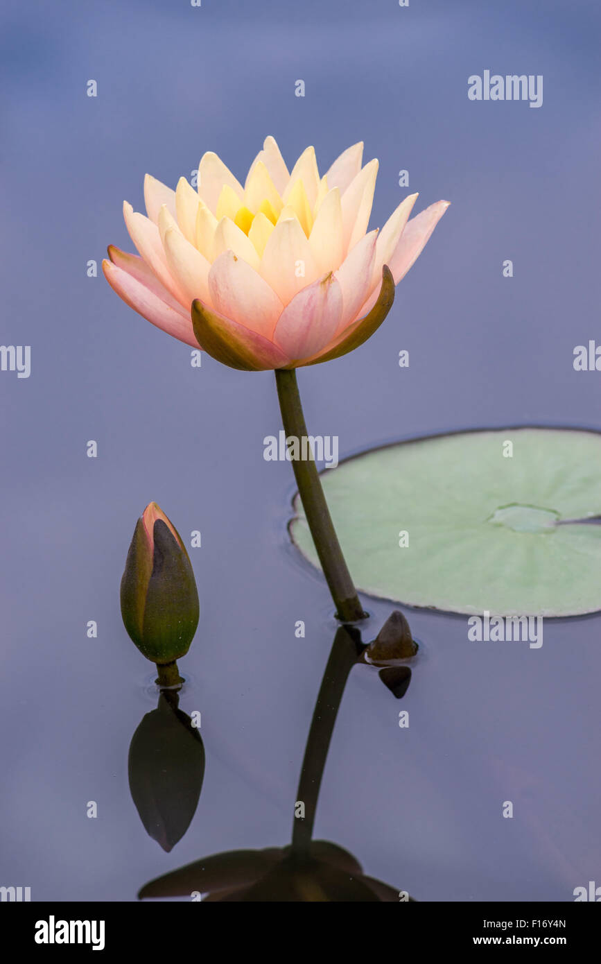 Pink yellow water lily close up Nymphea Stock Photo - Alamy