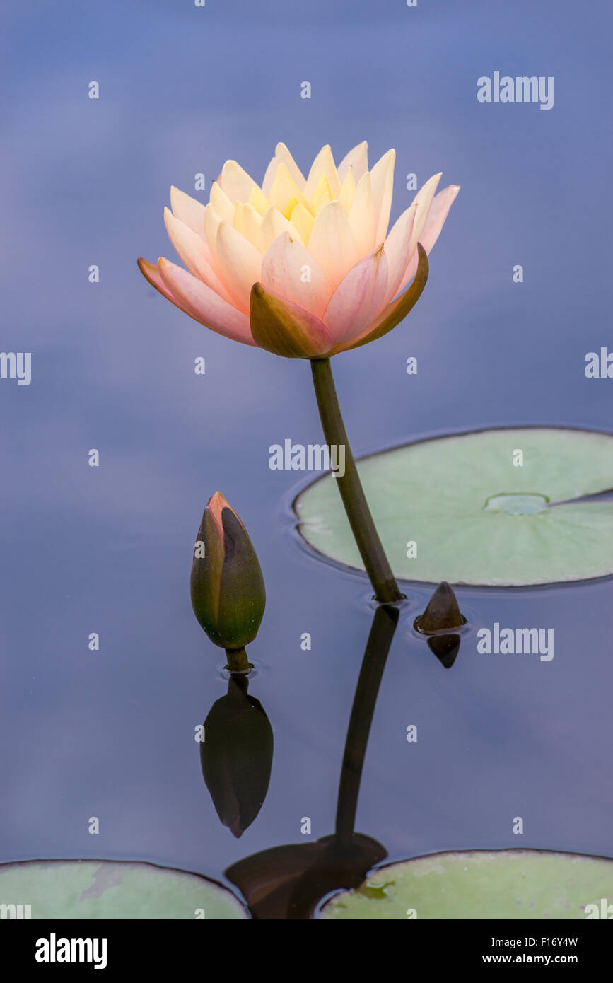 Pink yellow water lily hi-res stock photography and images - Alamy