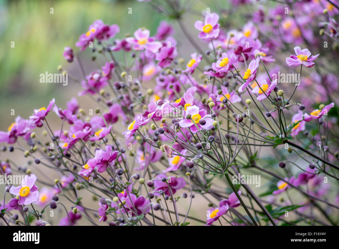 Pink Japanese Anemone hupehensis flowers Stock Photo - Alamy