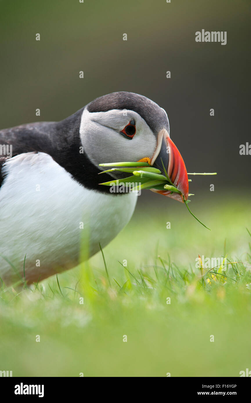 Puffins vertical hi-res stock photography and images - Alamy