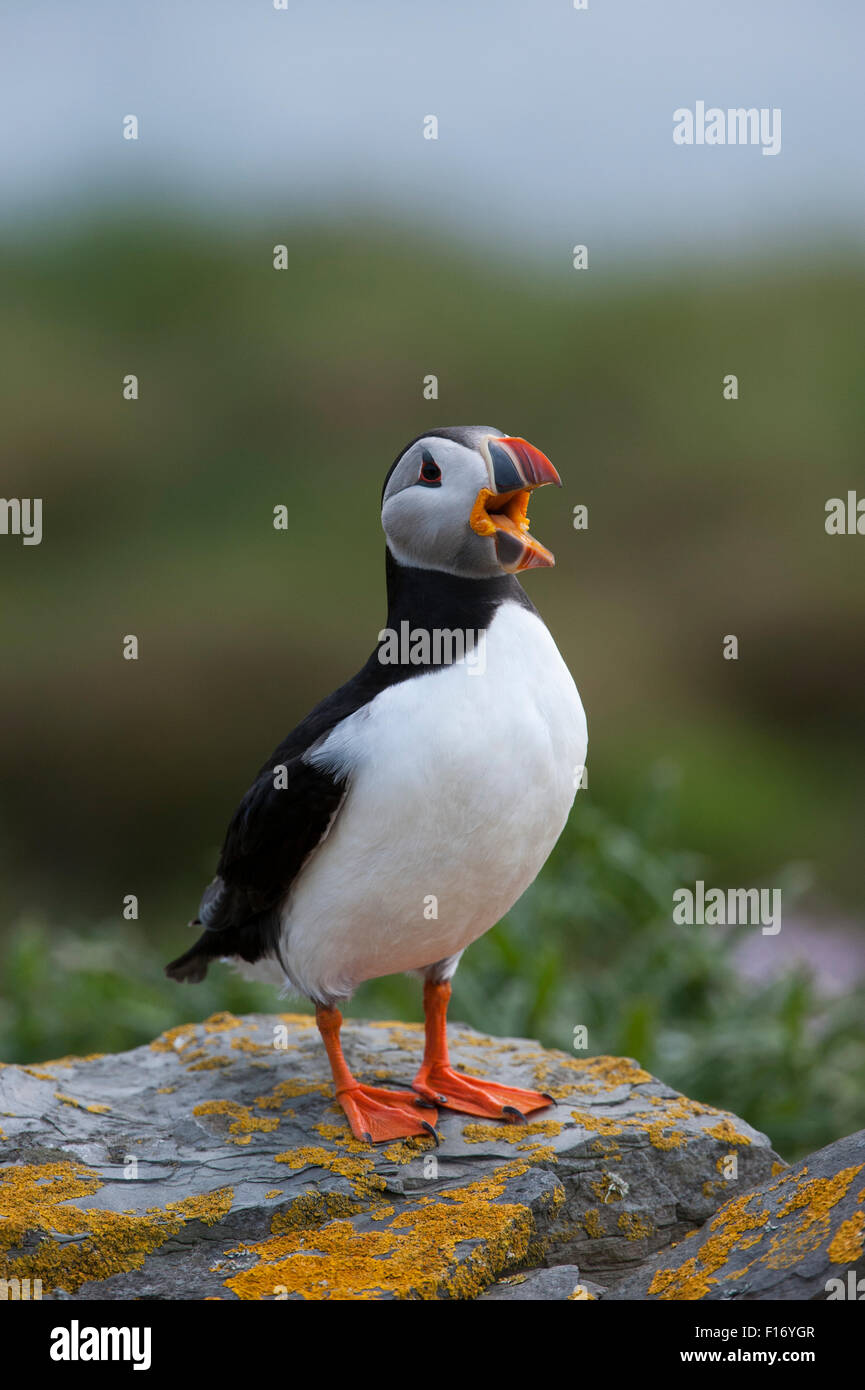 Atlantic puffin beak open hi-res stock photography and images - Alamy