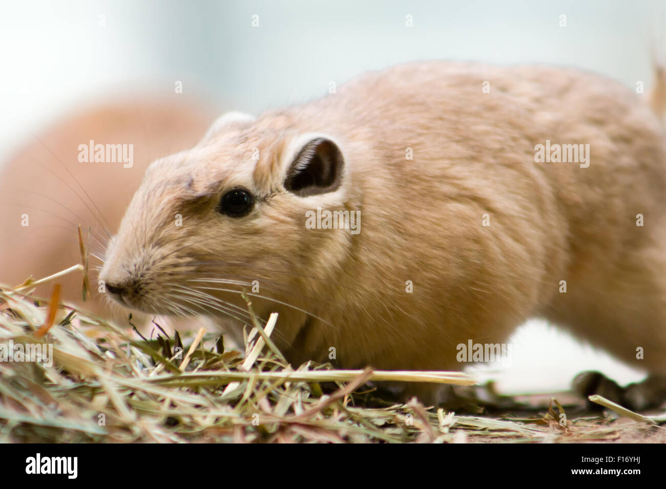 Common african rat hi-res stock photography and images - Alamy