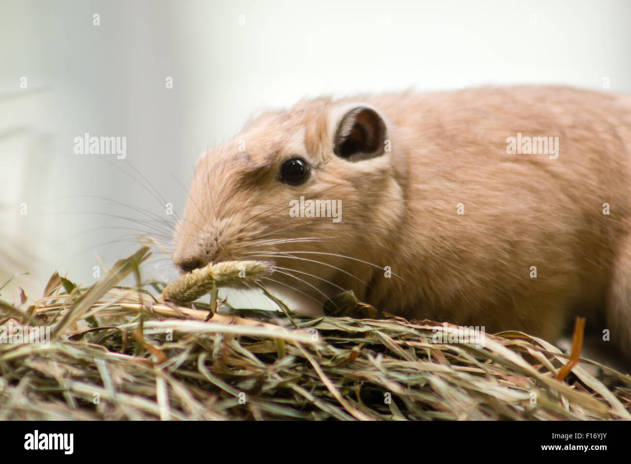 Common Gundi (Ctenodactylus gundi Stock Photo - Alamy
