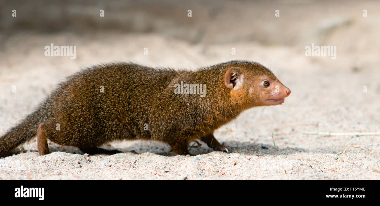 Common Dwarf Mongoose (Helogale parvula), a small African carnivore ...