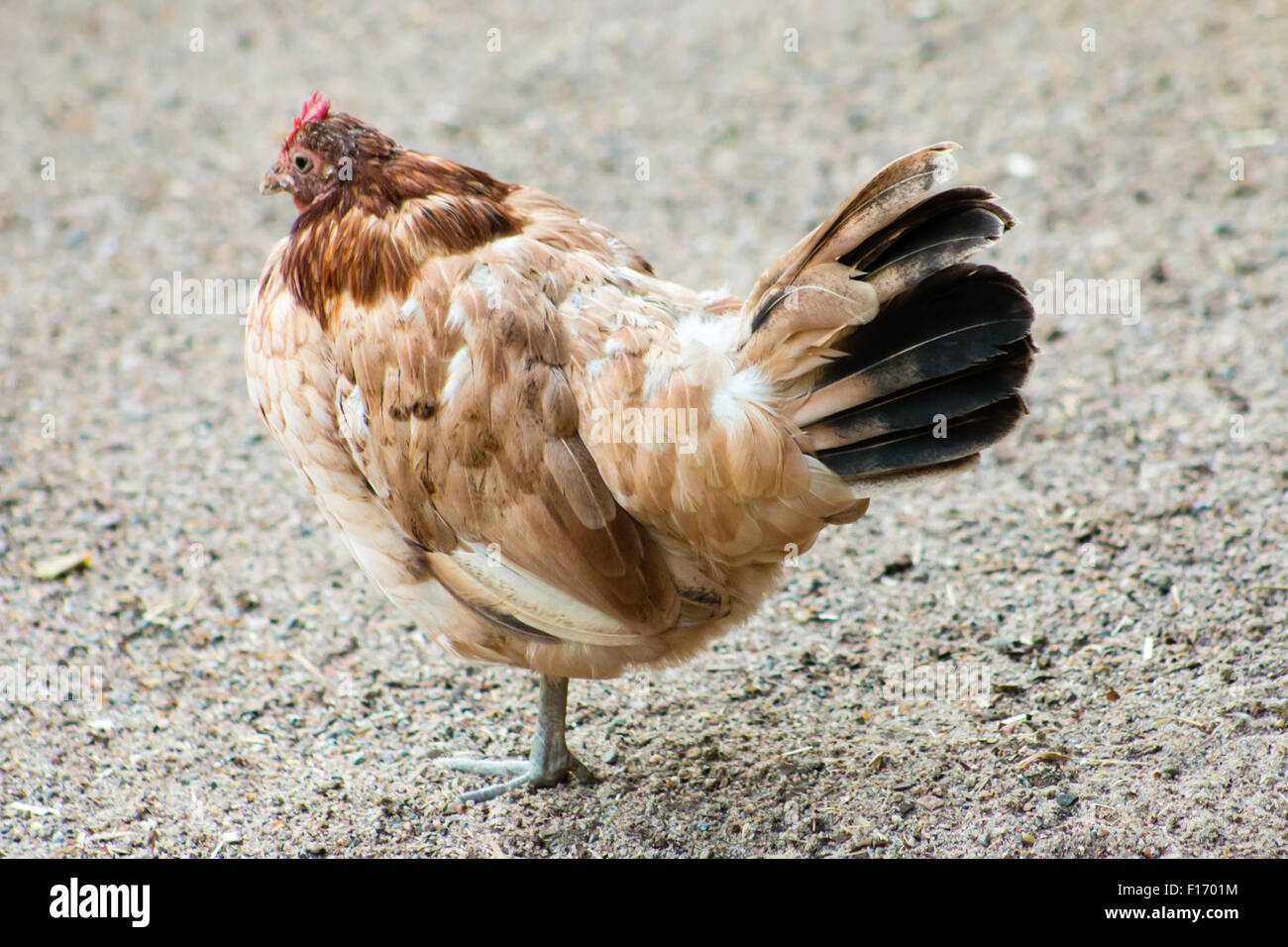 Chicken (Gallus gallus domesticus) hen, standing on sand Stock Photo ...
