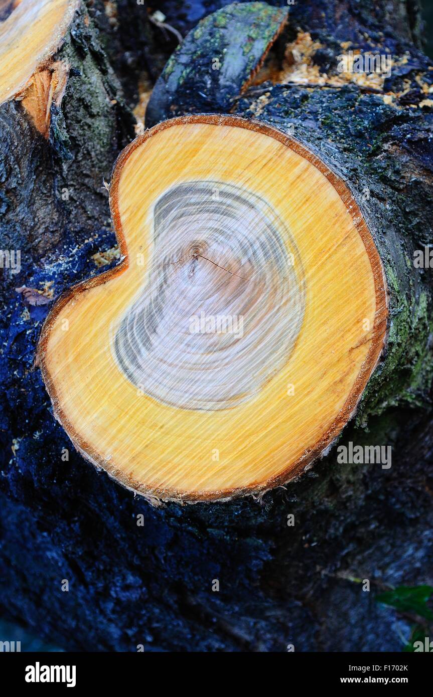 Cherry Wood Cross Section