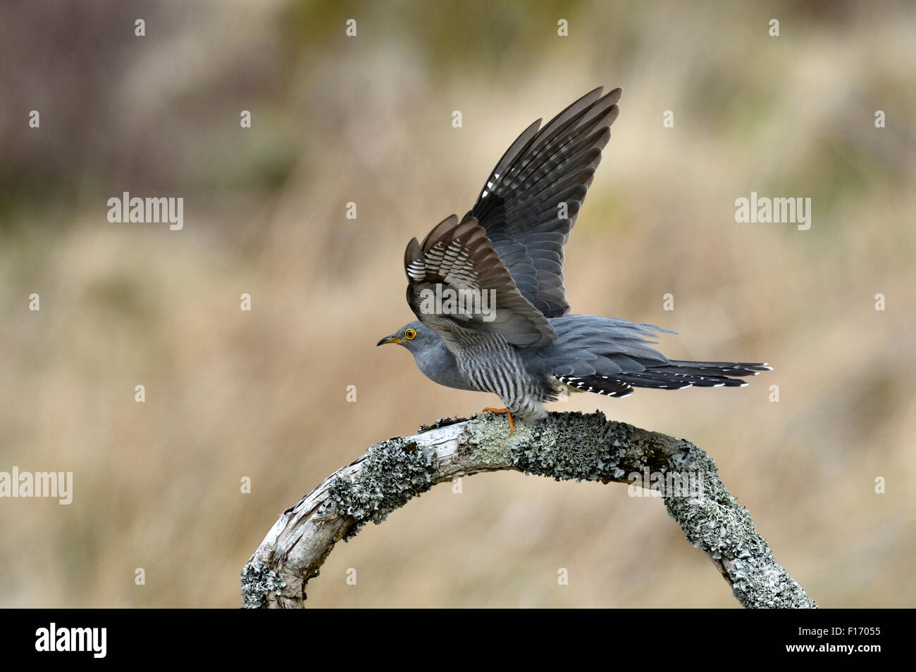 Cuckoo (Cuculus canorus) – UK Stock Photo - Alamy