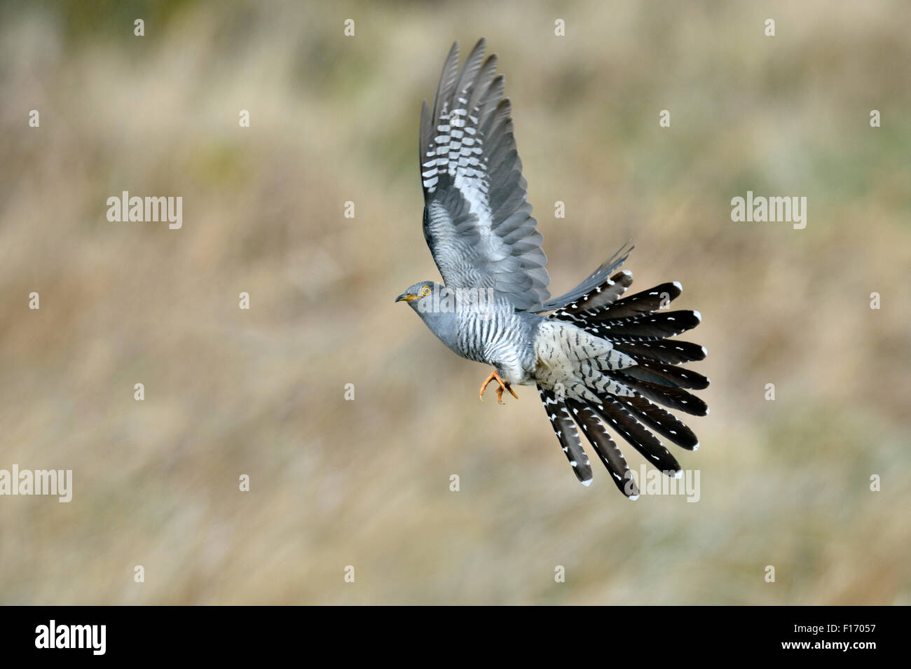 Cuckoo (Cuculus canorus) – UK Stock Photo - Alamy