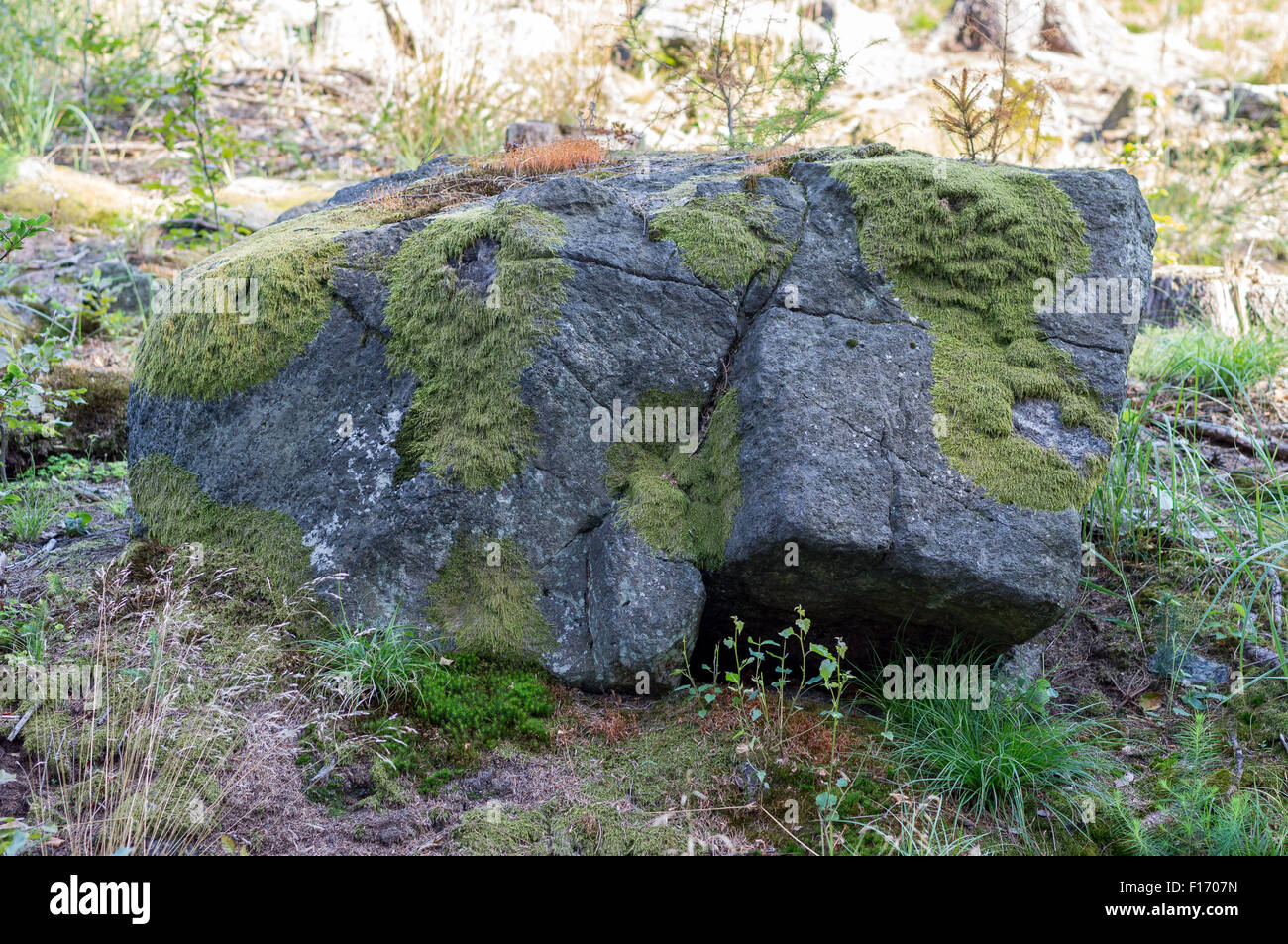 Boulder rock covered with moss Stock Photo - Alamy