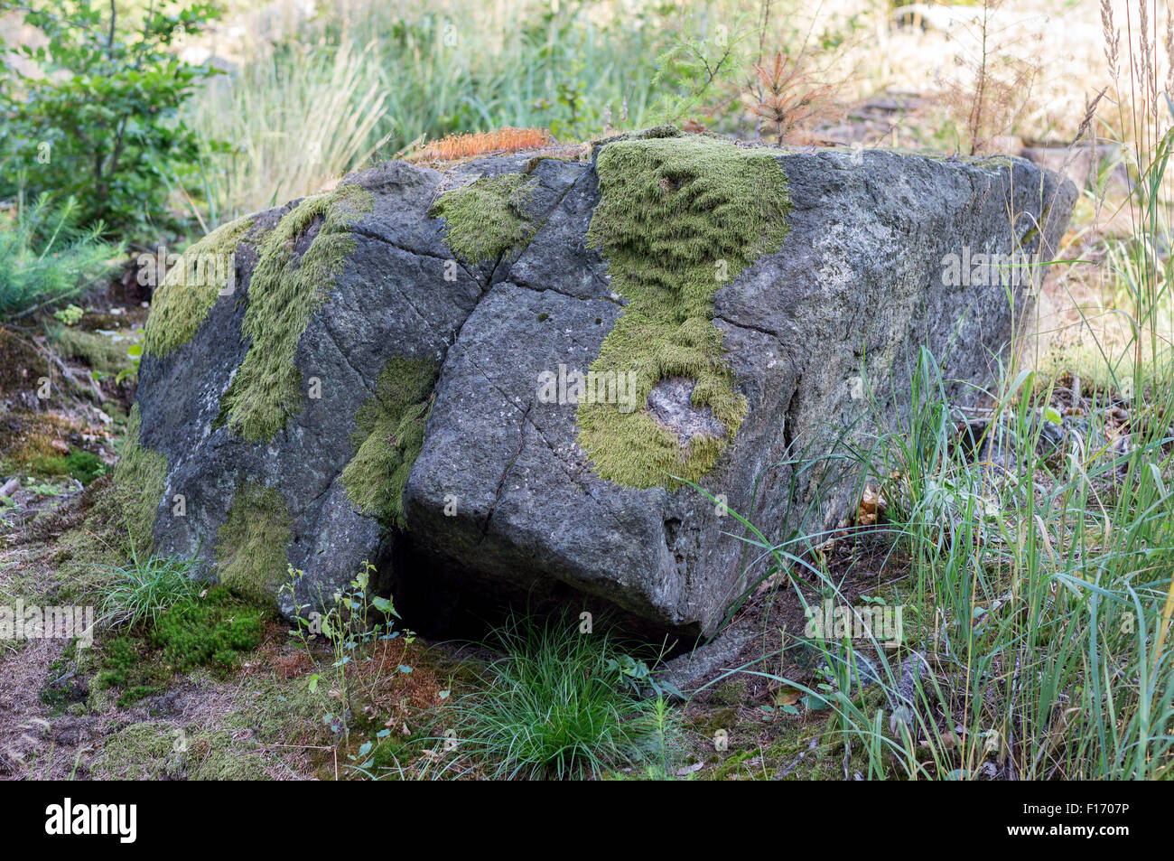 Moss covered boulder hi-res stock photography and images - Alamy
