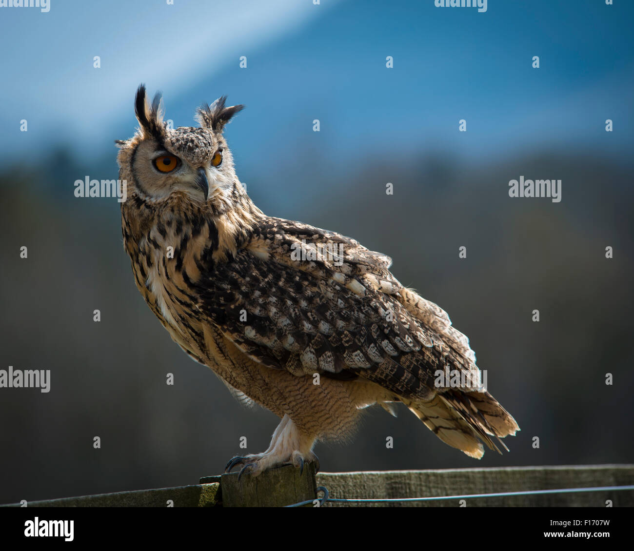 Eagle preying hi-res stock photography and images - Alamy