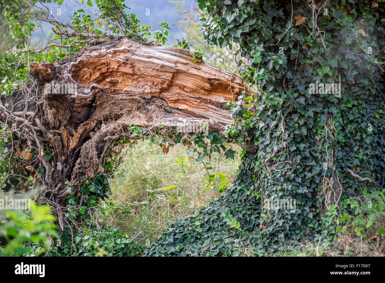 Broken old tree overgrown by ivy Hedera helix Stock Photo - Alamy