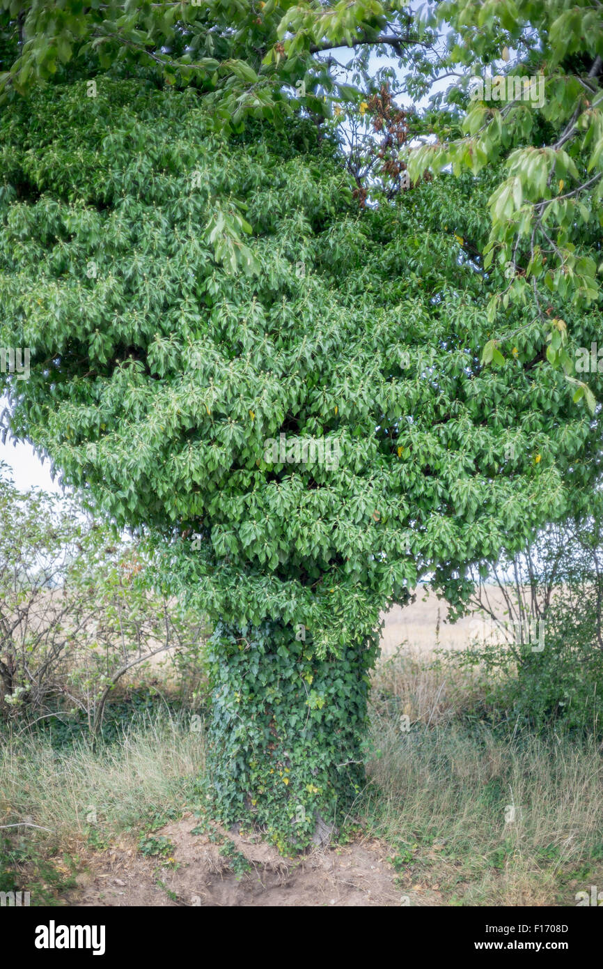 Old tree overgrown by ivy Hedera helix Stock Photo - Alamy