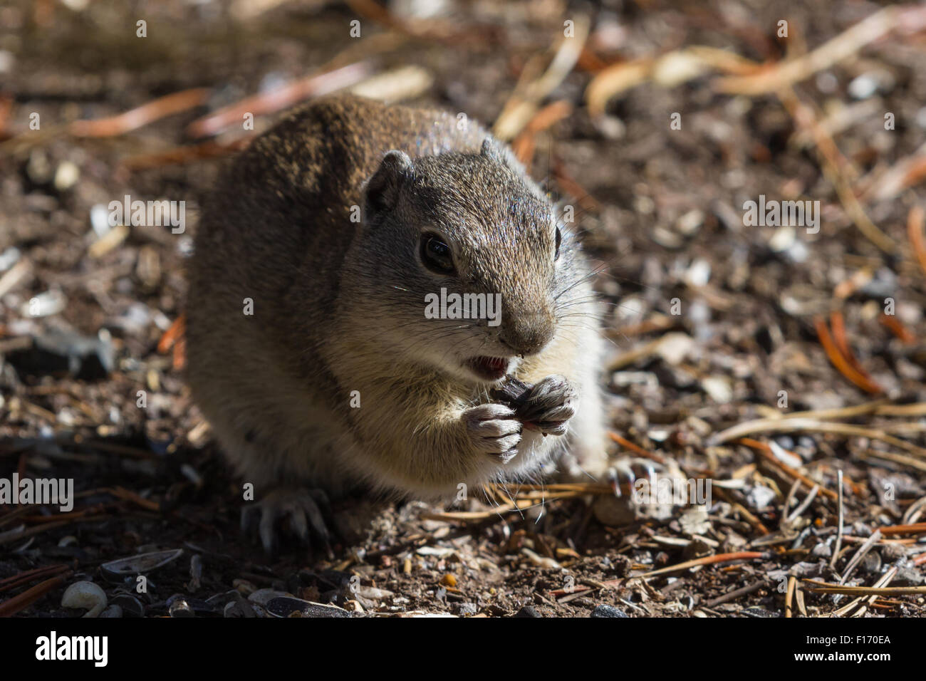 Oregon gray squirrel hi-res stock photography and images - Alamy