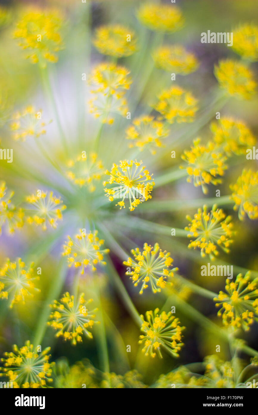 Fennel blossoms hi-res stock photography and images - Alamy