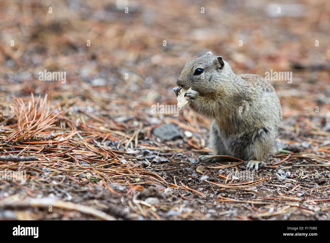 Oregon gray squirrel hi-res stock photography and images - Alamy