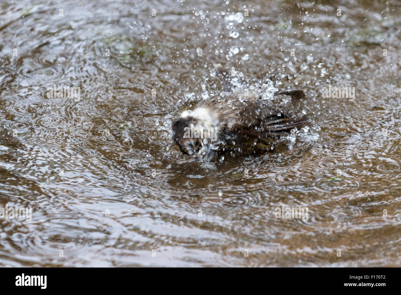 close up of a wild mountain bird taking a bath in a puddle of water ...