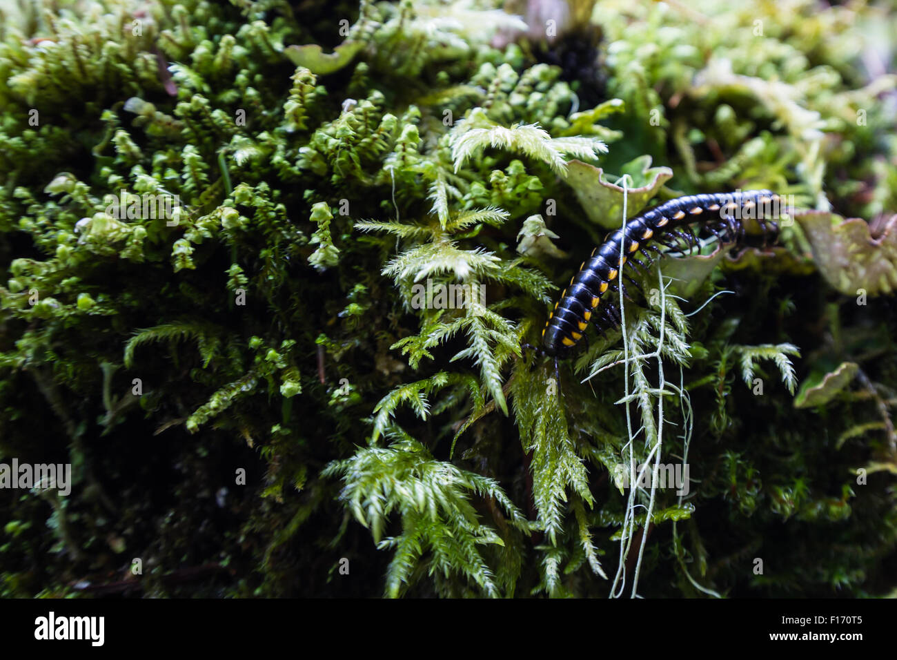 close up with a wide angle lens of a millipede walking over green moss ...