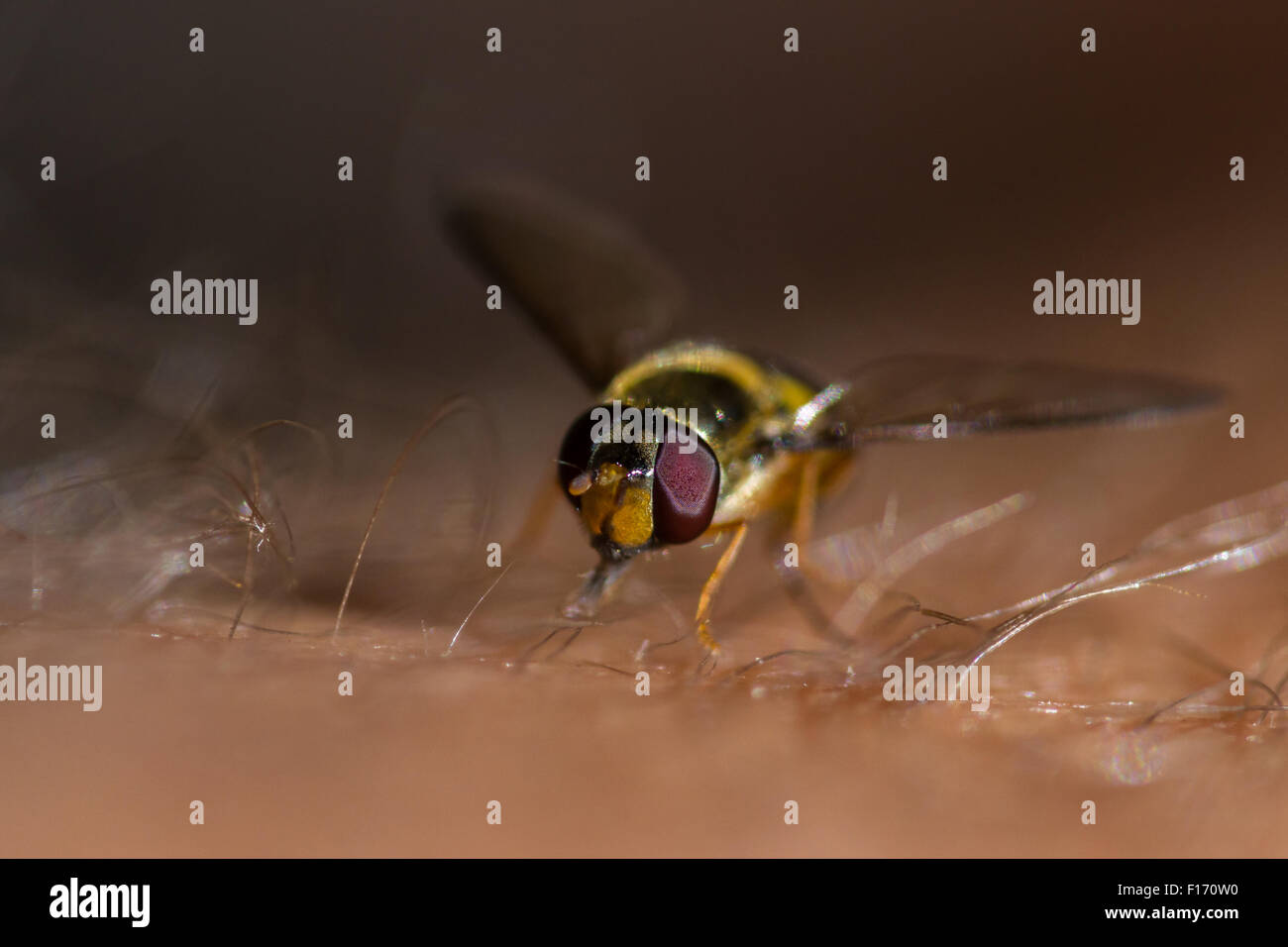 macro of a hover fly on my leg with my own leg hair to show size Stock ...