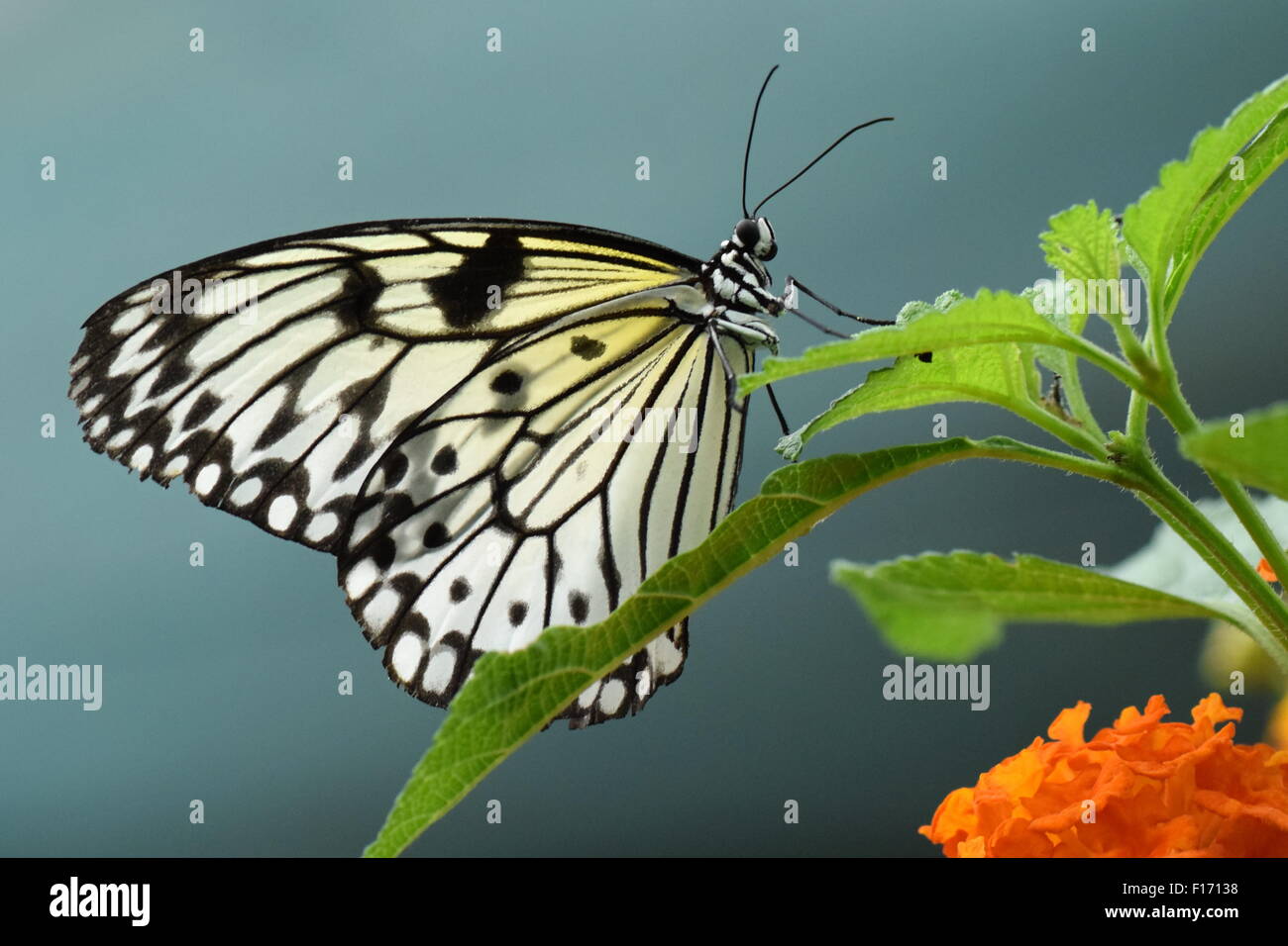 Macro butterfly hi-res stock photography and images - Alamy