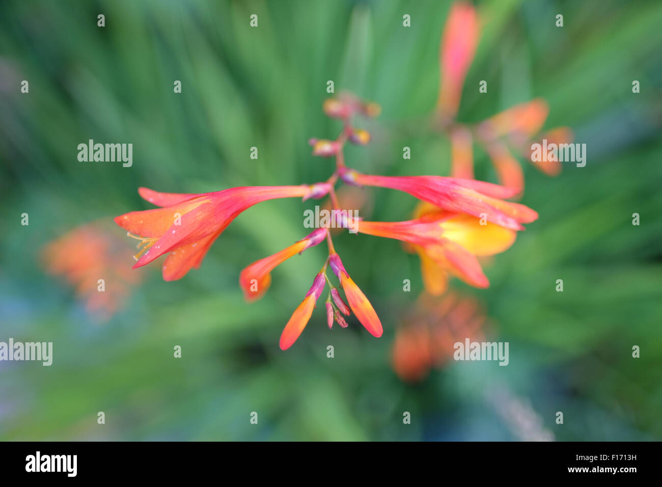 Crocosmia flowering hi-res stock photography and images - Alamy