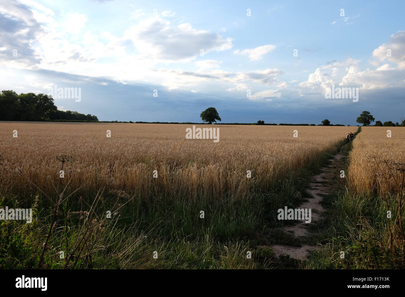 people walking through farmland in loughborough Stock Photo - Alamy
