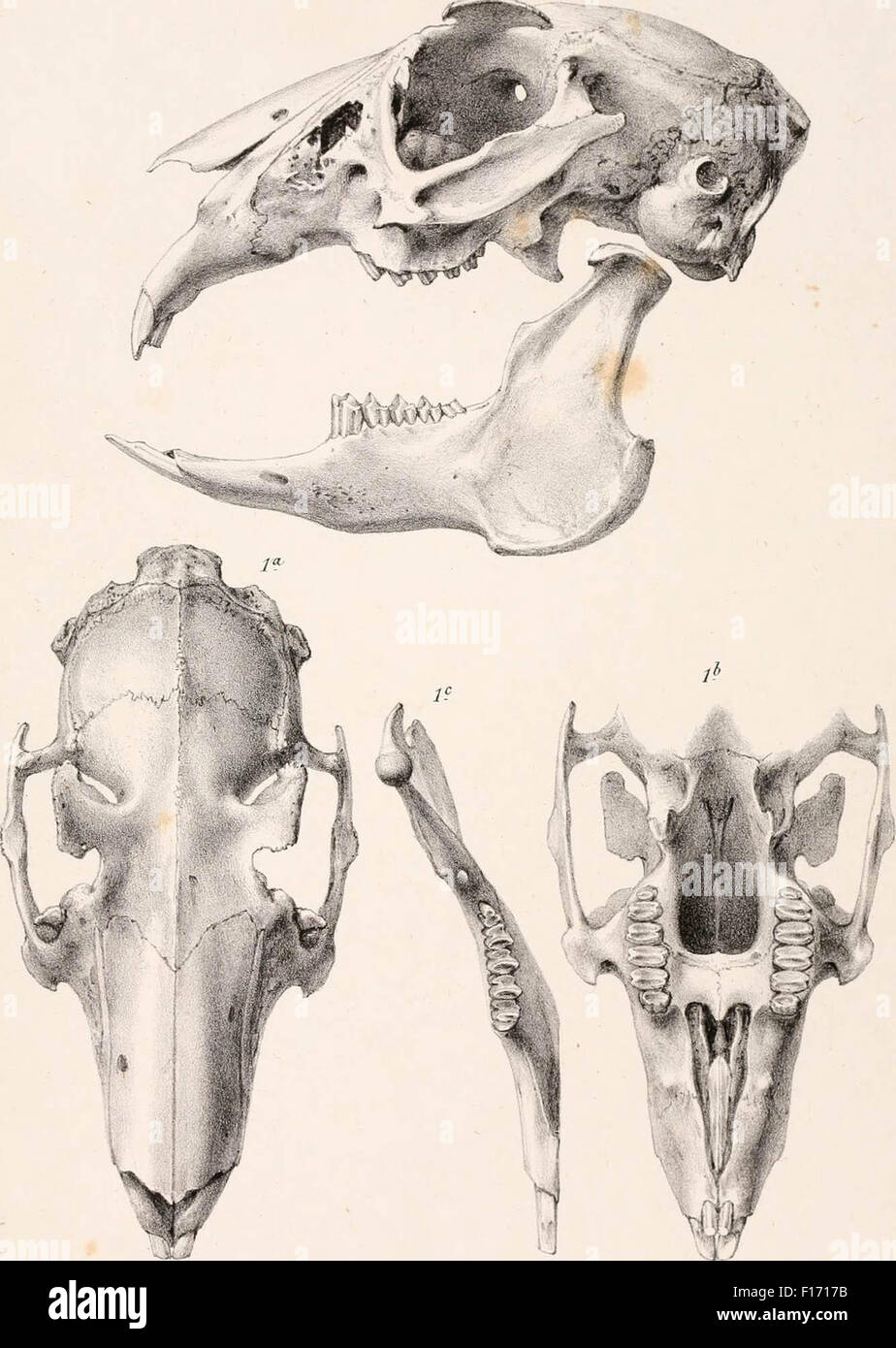 Vintage animal anatomy hi-res stock photography and images - Alamy