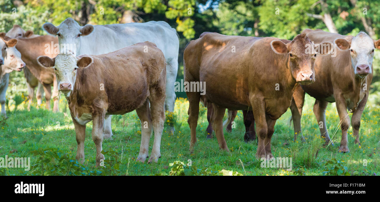 A herd of beef cattle grazing on farm land Stock Photo - Alamy