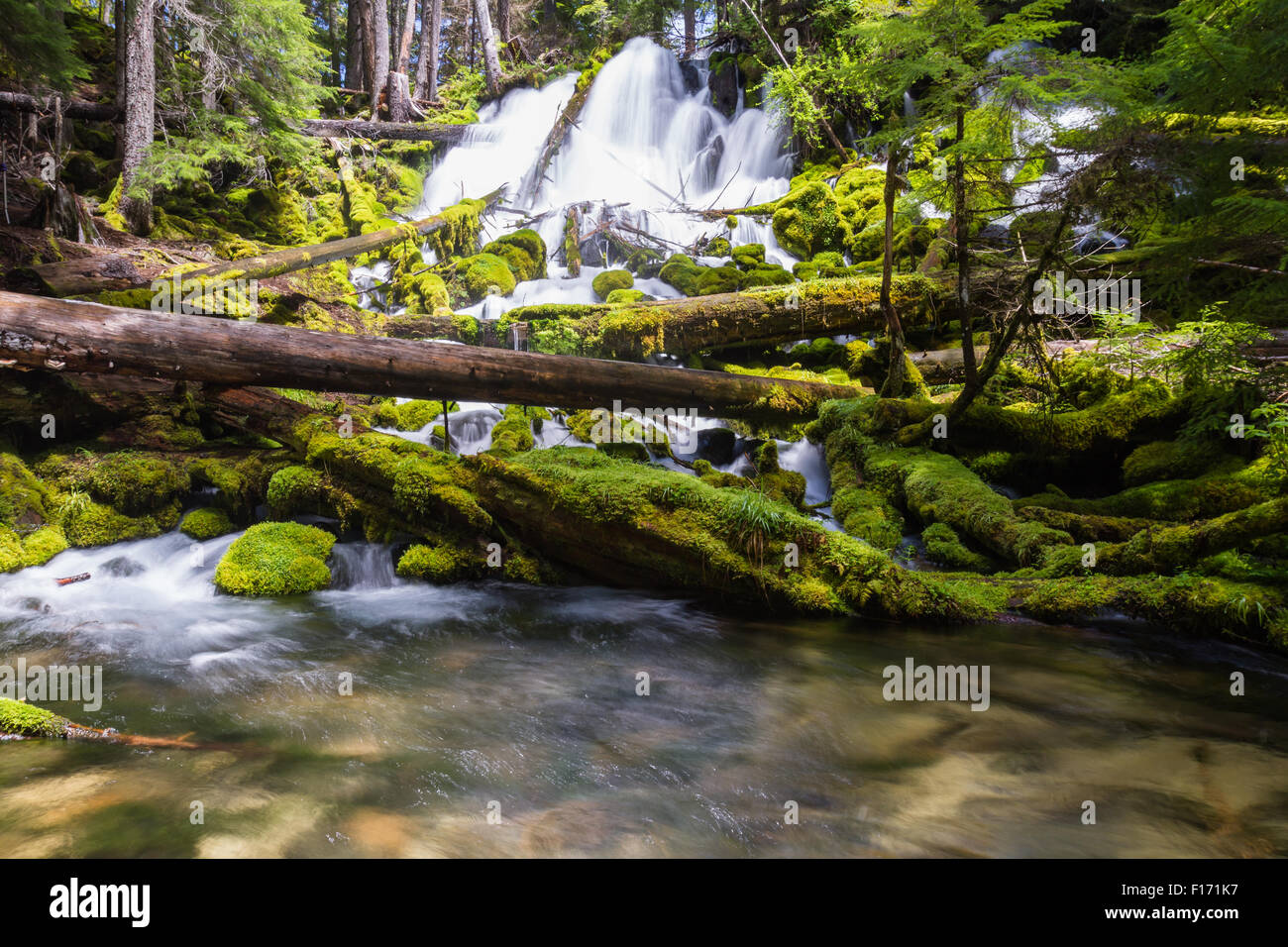 close up of a pristine spring flowing thru the woods in Oregon Stock ...