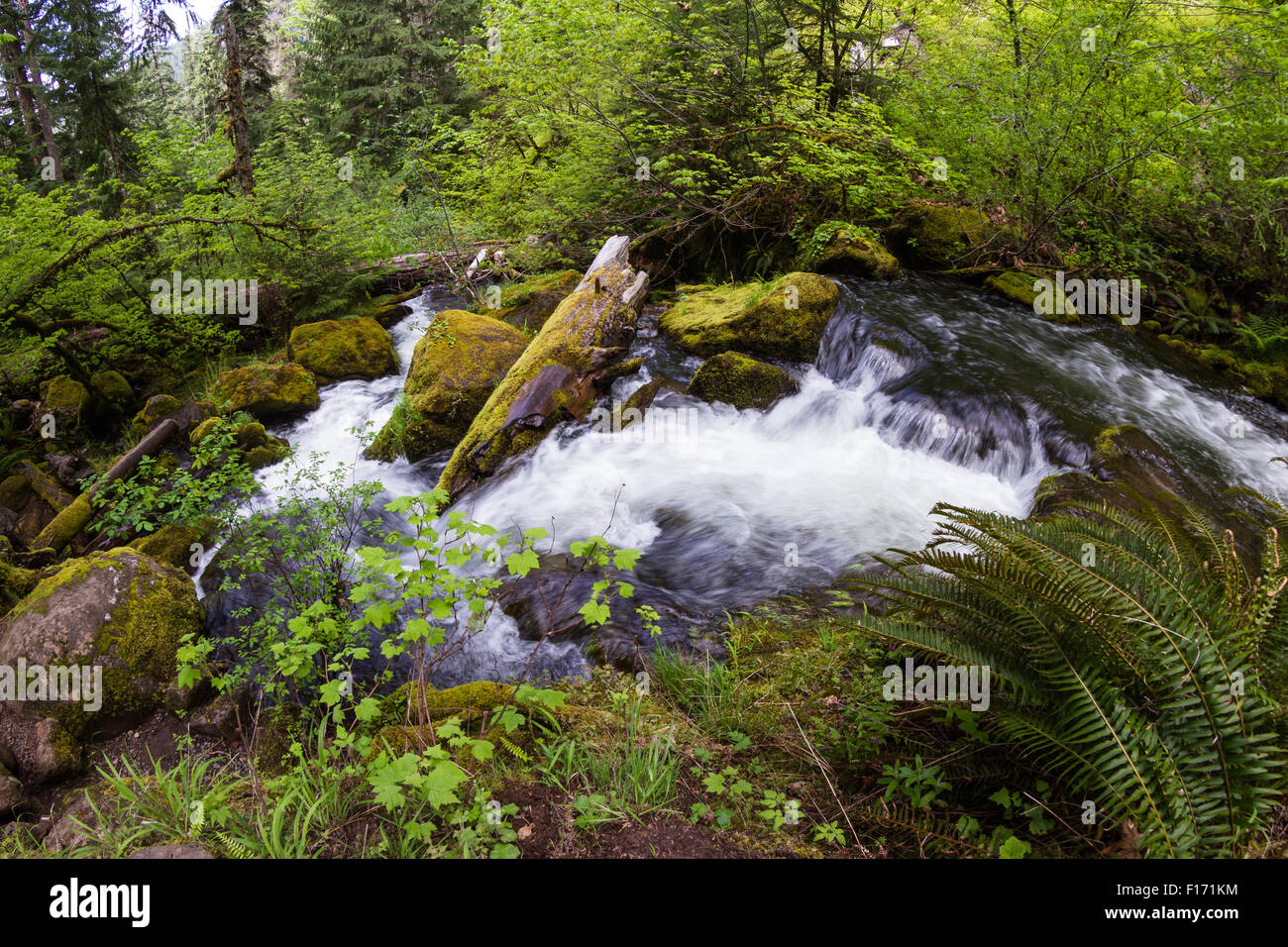close up of a pristine spring flowing thru the woods in Oregon Stock ...