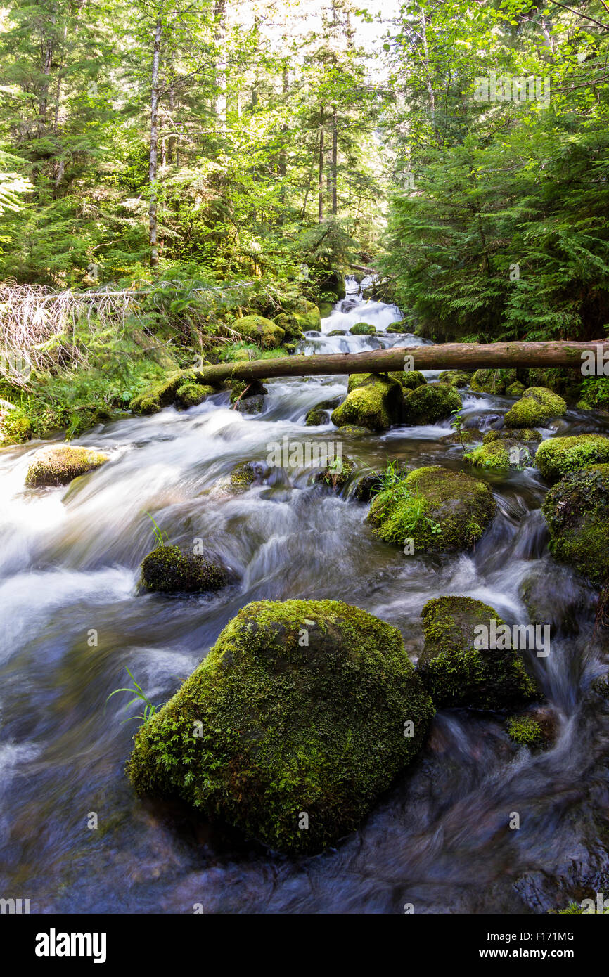 close up of a pristine spring flowing thru the woods in Oregon Stock ...