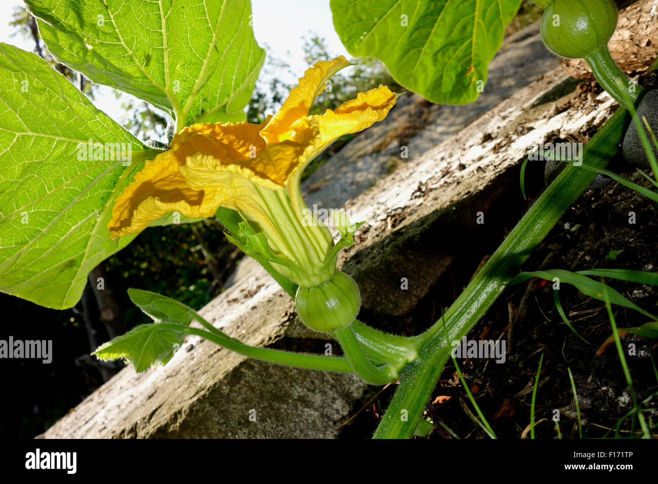 Female Pumpkin Flower