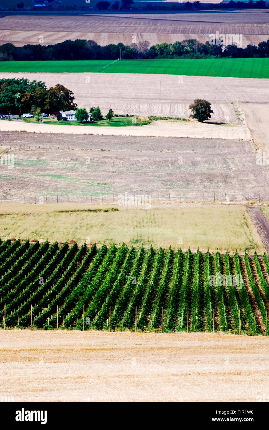 Vineyards and fields near Yakima, Eastern Washington, USA Stock Photo ...