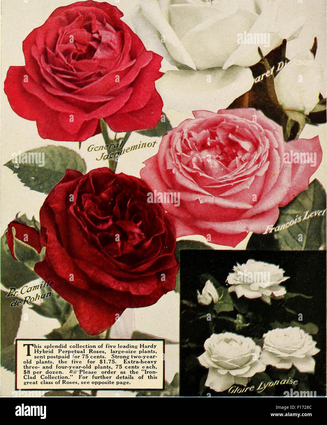 Rose's vintage advert hi-res stock photography and images - Alamy