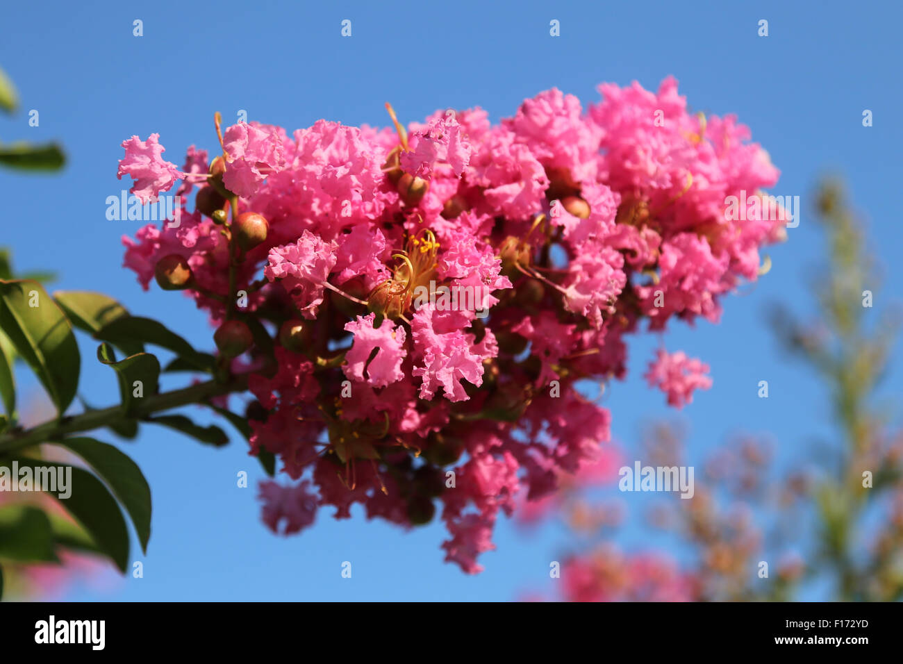 Oleandes High Resolution Stock Photography and Images - Alamy