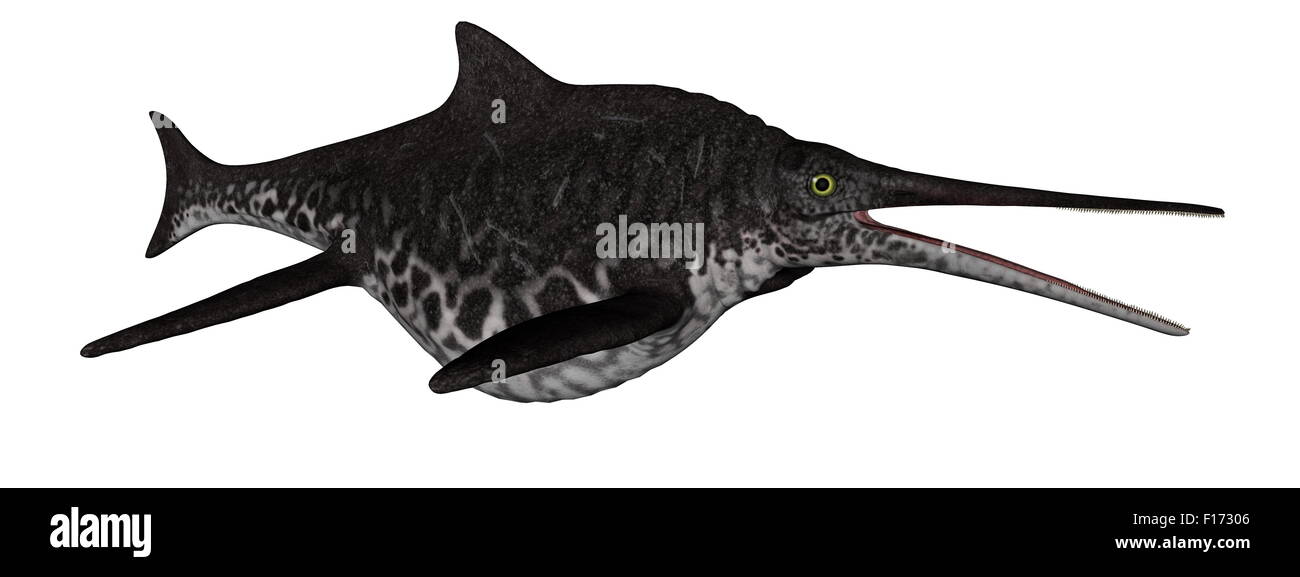 Shonisaurus dinosaur fish isolated in white background - 3D render ...