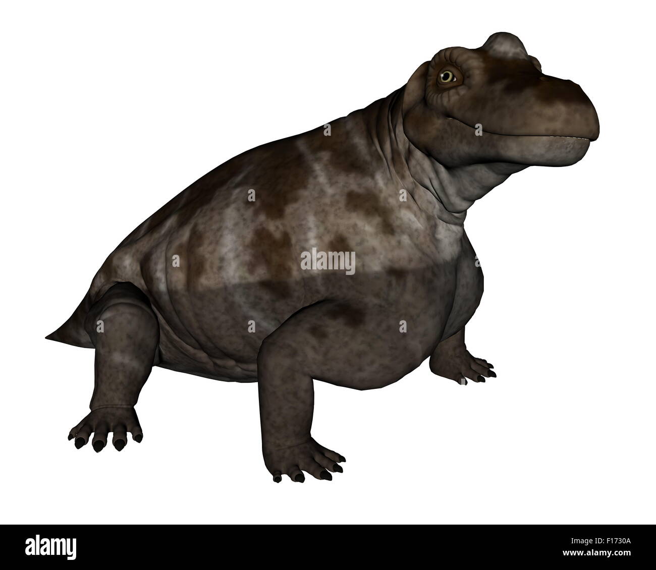 Keratocephalus dinosaur isolated in white background - 3D render Stock ...